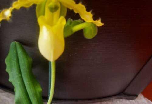 Орхидея Paphiopedilum желтая