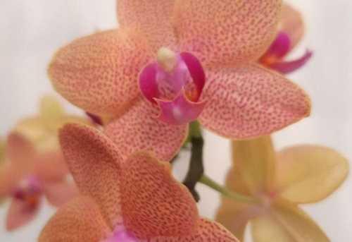 Орхидея фаленопсис Sunset love