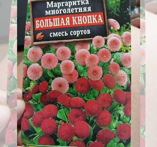 Маргаритки рассада