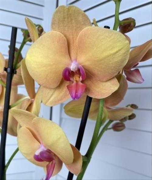 Орхидея фаленопсис сортовой