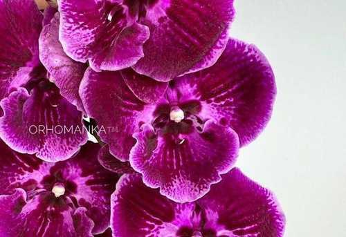 Орхидея фаленопсис Абба