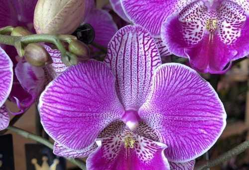 Орхидея фаленопсис биг лип Royal Smile