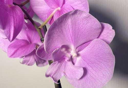 Орхидея фаленопсис биглип розовый