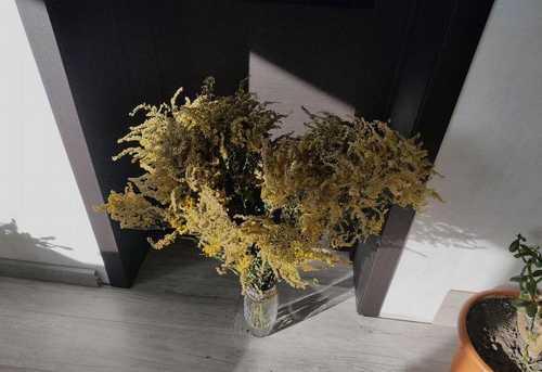 Сухоцветы букет сухой цветы в вазу мимоза