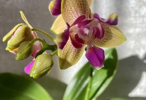 Орхидея Miki Golden Sand '1363' (peloric - 3 lips)