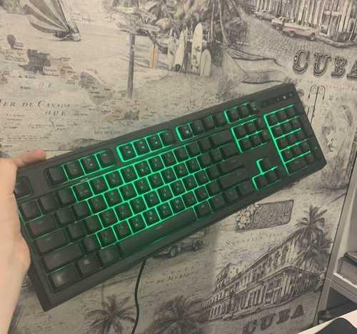 Razer ornata