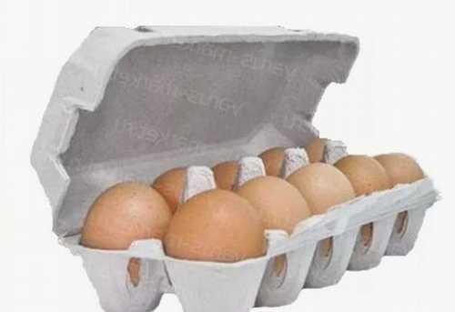 Лотки для яиц