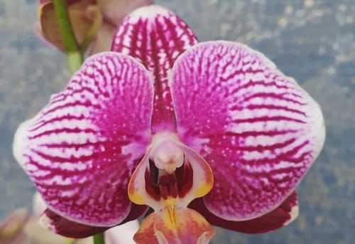 Орхидея фаленопсис Фантом (отцвел)