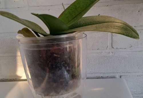 Орхидея Фаленопсис. Сортовые орхидеи