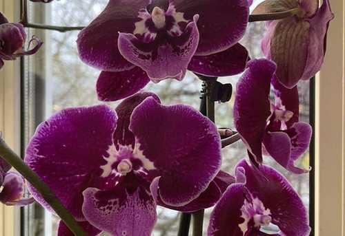Орхидея wine velvet биглип