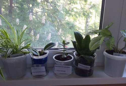 Комнатные растения в ассортименте