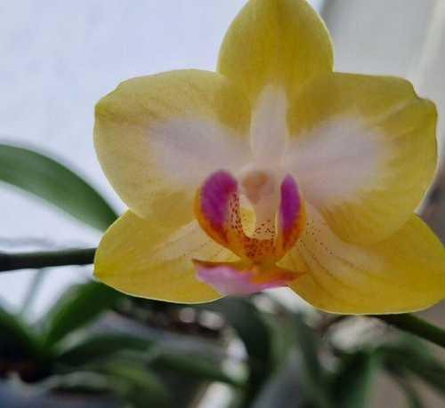 Орхидея фаленопсис Yen Shuai Sweet Gold