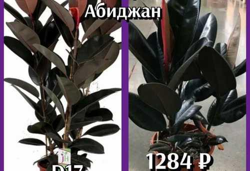 Фикусы средние