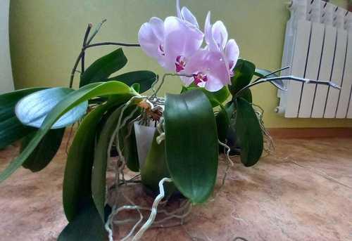 Орхидея фаленопсис взрослая в кашпо
