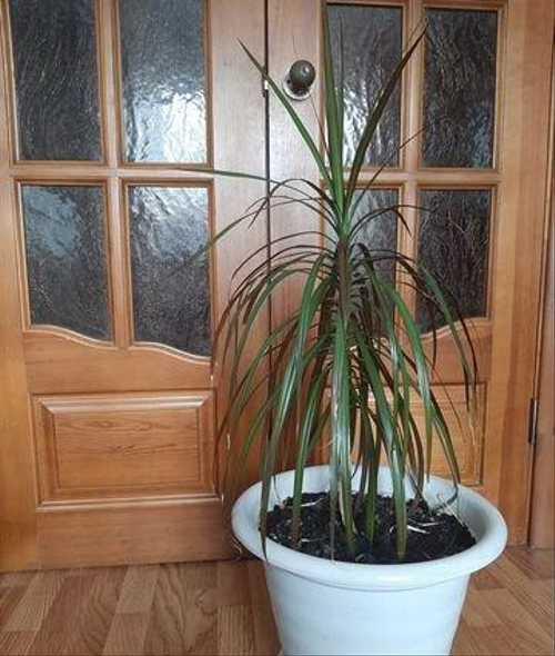 Пальма драцена 45 см комнатные растения