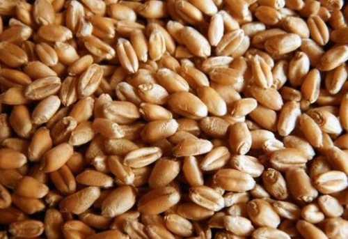 Пшеница мягкая яровая сорт «Любава» рс1