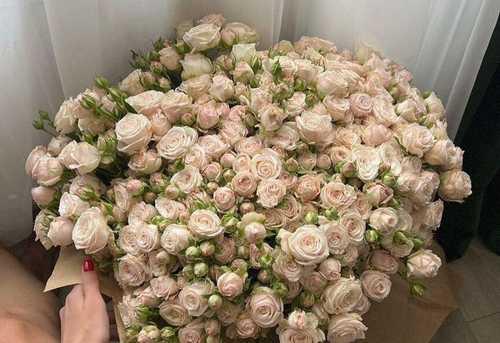 Кустовые пионовидные розы оптом