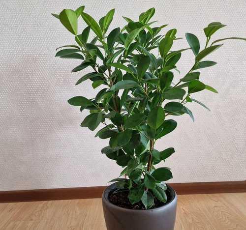 Фикус мокламе