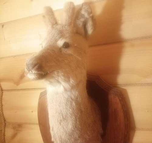 Чучело головы косули