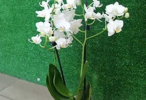 Орхидея Фленопсис Белая одност D9