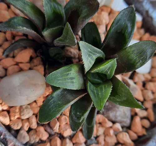 Хавортия ретуза (Haworthia retusa)