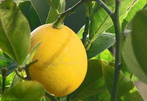 Саженцы лимона Мейера