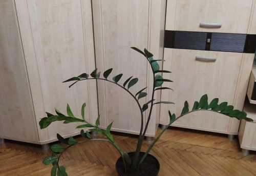 Комнатное растение- замиокулькас