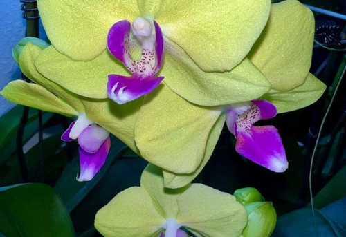 Орхидея фаленопсис с деткой