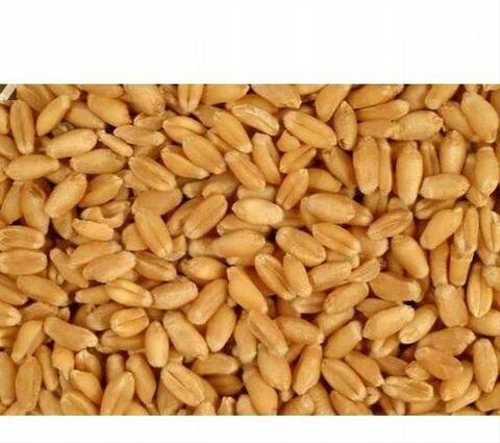 Семена Пшеница