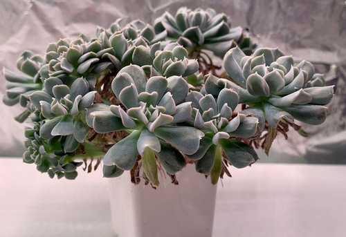 Эхеверии Топси Турви (Echeveria Topsy Turvy)