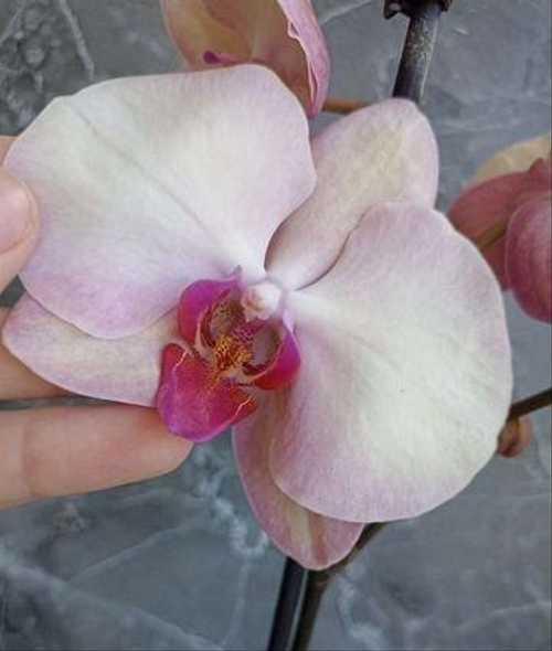 Орхидея фаленопсис а-ля Легато