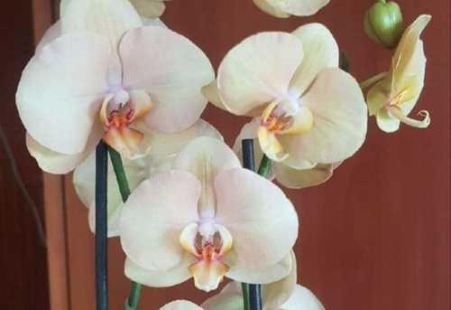 Орхидея фаленопсис Карина (африканский закат)
