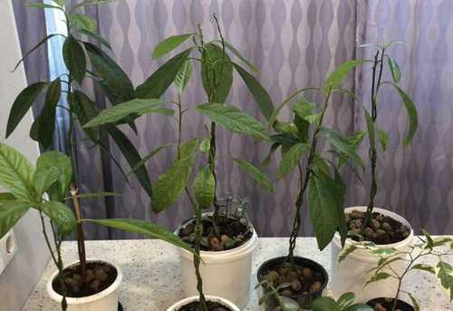 Авокадо растение в косичке, денежное дерево