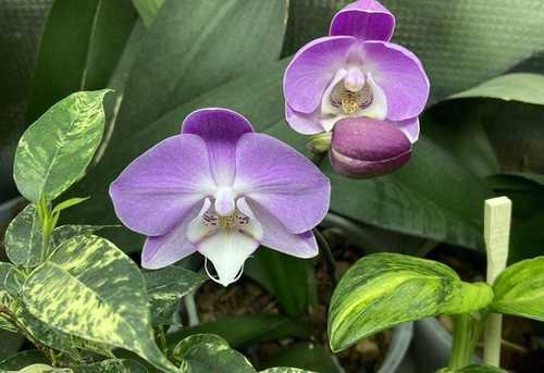 Орхидея фаленопсис,дендробиум берри ода