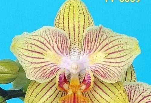 Орхидея Phal. PF 5059