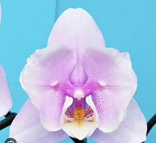 Орхидея Profar 5035