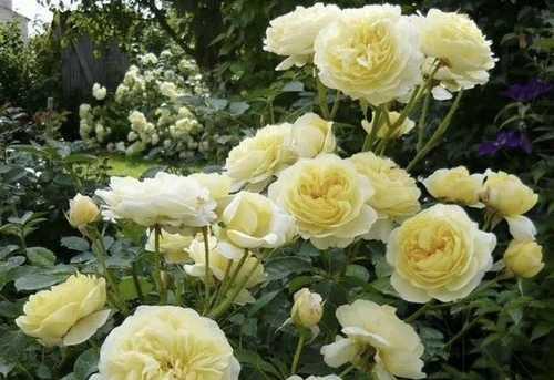 Английская роза Девида Остина "Pilgrim"