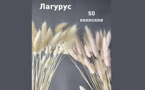 Лагурус сухоцвет Зайцехвост