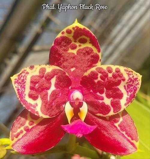 Орхидея Phal. Yaphon Black Rose