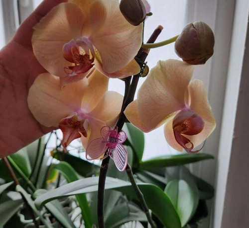 Орхидея фаленопсис Леди Мармелад или Венус