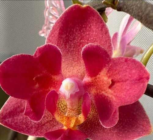 Орхидея фаленопсис Tying Shin Smart (peloric)