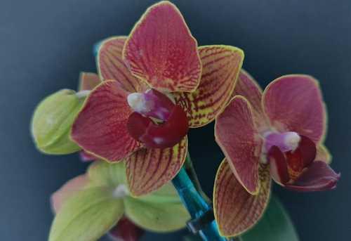 Орхидея Phal. Fangmei Sweet 'Splash' цветет