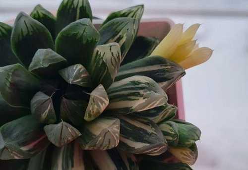 Редкие коллекционные суккуленты Хавортия Haworthia