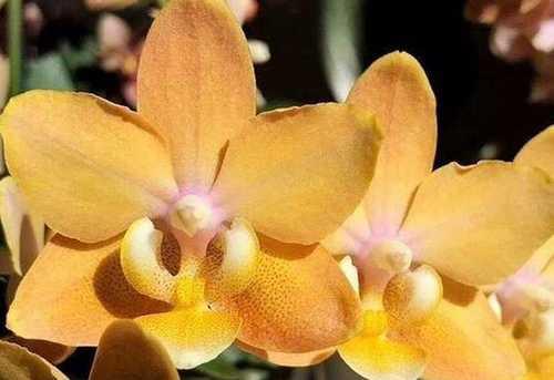 Орхидея парфюмерная фабрика Scention