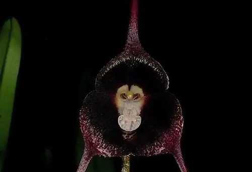 Орхидея Dracula pholeodytes