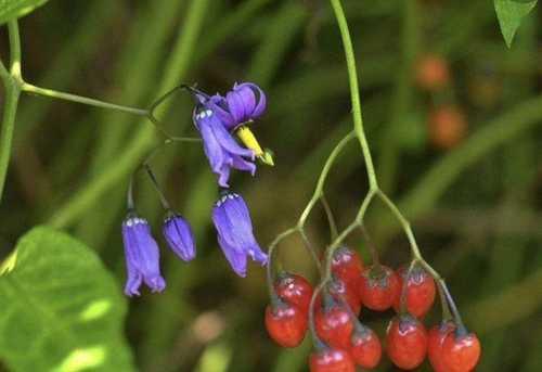 Лиана для сада Паслен сладко-горький