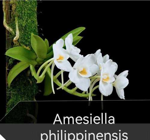 Мини орхидея на блоке Amesiella philippinensis