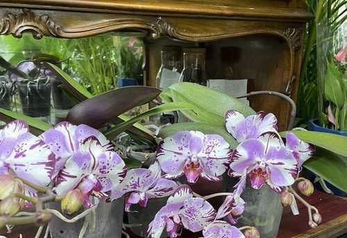 Орхидея ампельная