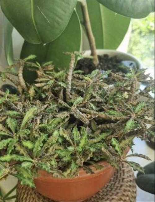 Молочай декари (Euphrbia decryi) Суккуленты почтой