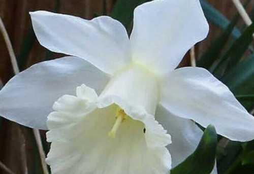 Весенние цветы Примулы Нарциссы